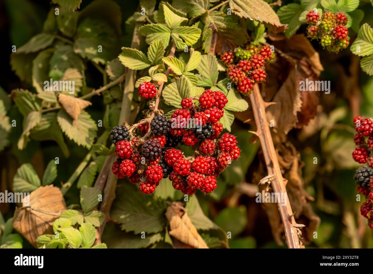 Rubus ulmifolius subsp. sanctus, commonly called holy bramble Stock ...