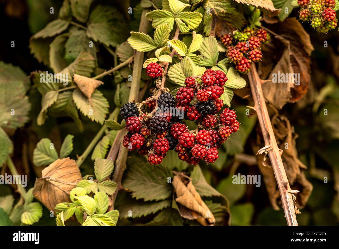 Rubus ulmifolius sanctus hi-res stock photography and images - Alamy