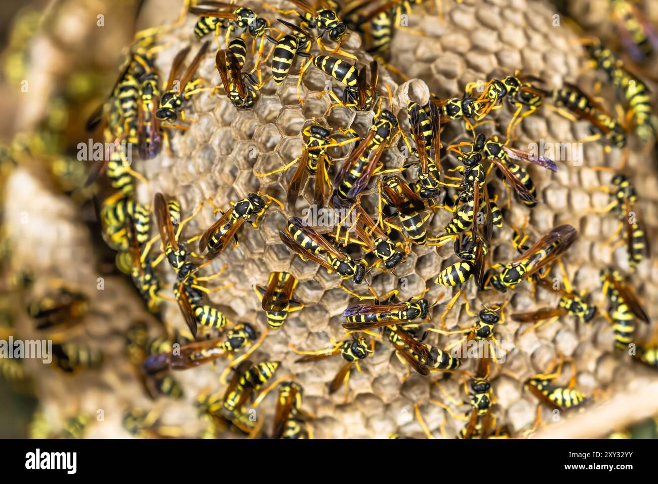 European Paper Wasp (Polistes dominulus) nest Stock Photo - Alamy