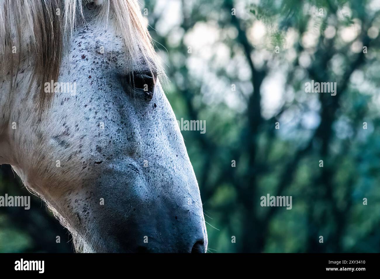 Wild+mustang hi-res stock photography and images - Alamy