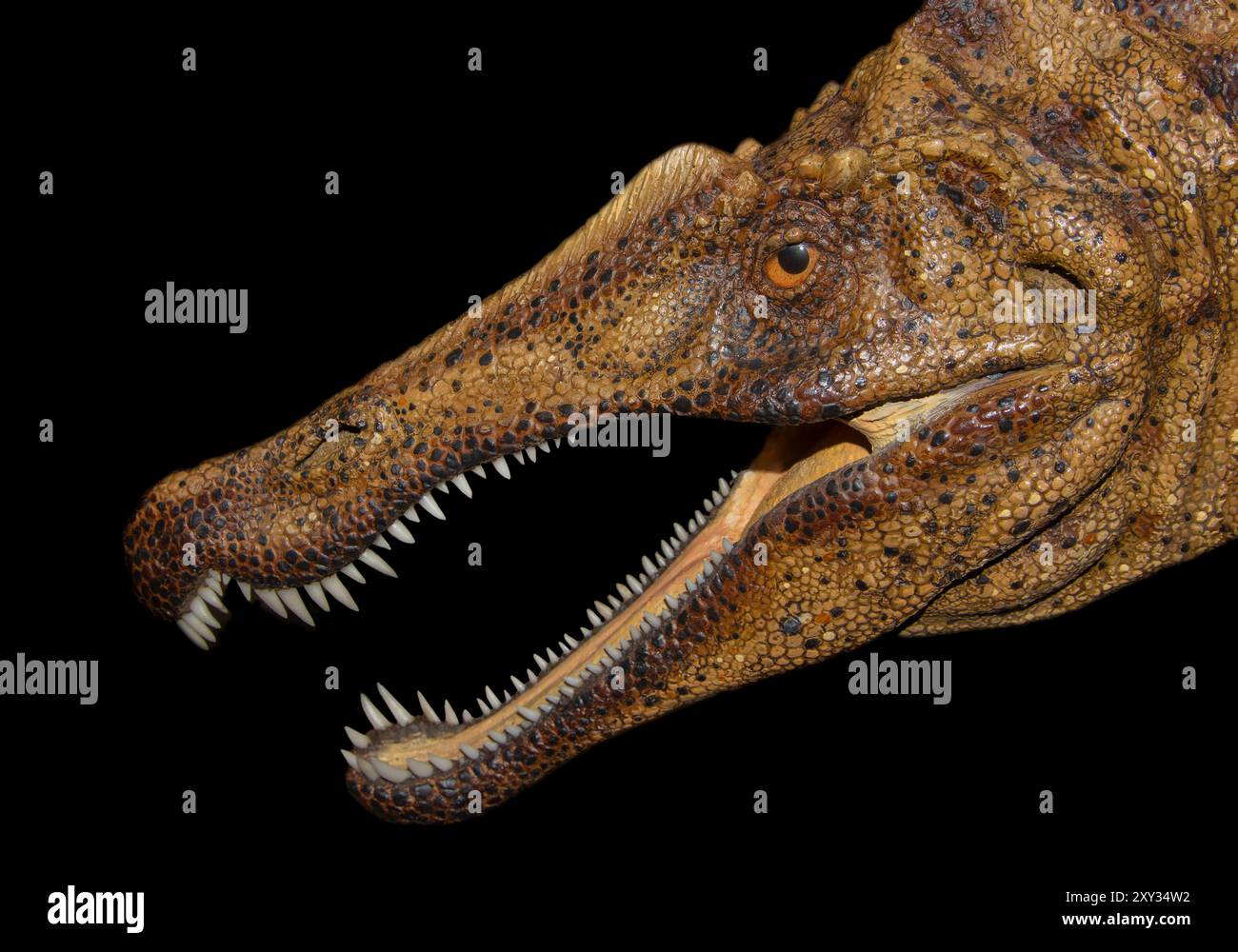 Suchomimus hi-res stock photography and images - Alamy