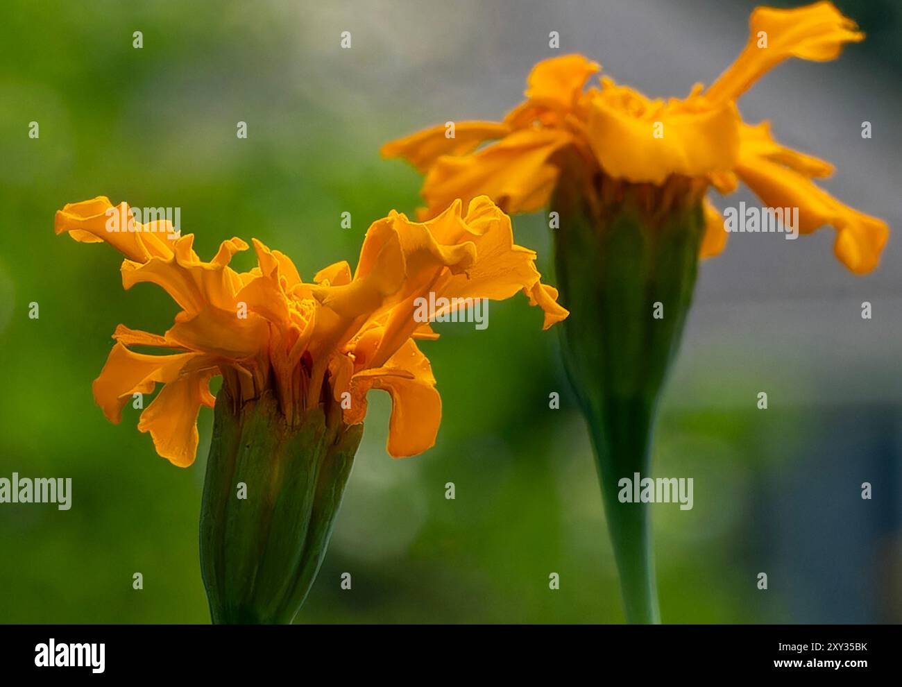 A brilliantly colored Marigold flower Stock Photo - Alamy