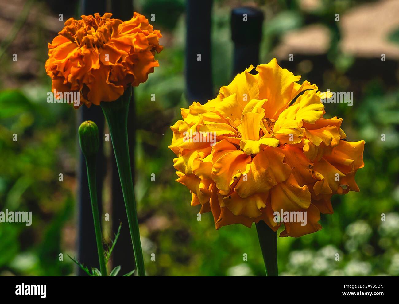 A brilliantly colored Marigold flower Stock Photo - Alamy