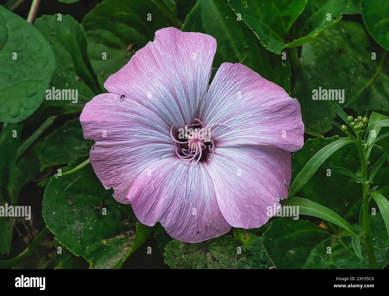 A brilliantly colored Rose Mallow Stock Photo - Alamy