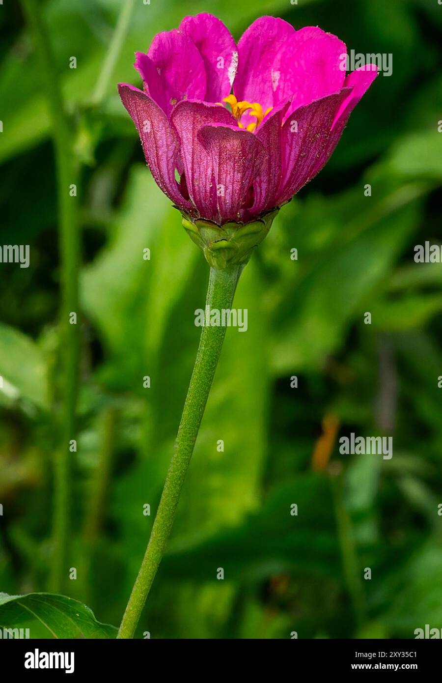 Long stem stalk hi-res stock photography and images - Alamy