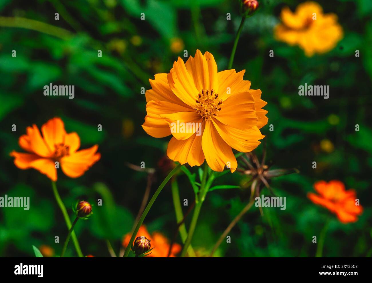 Long stemmed flower hi-res stock photography and images - Alamy