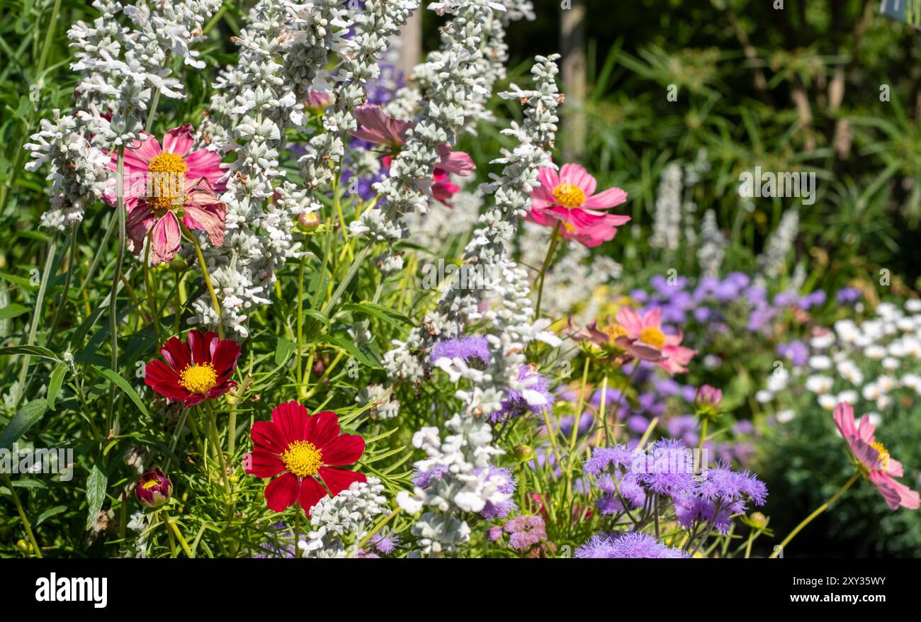 Colourful flower borders, photographed in the August sun at Capel Manor ...