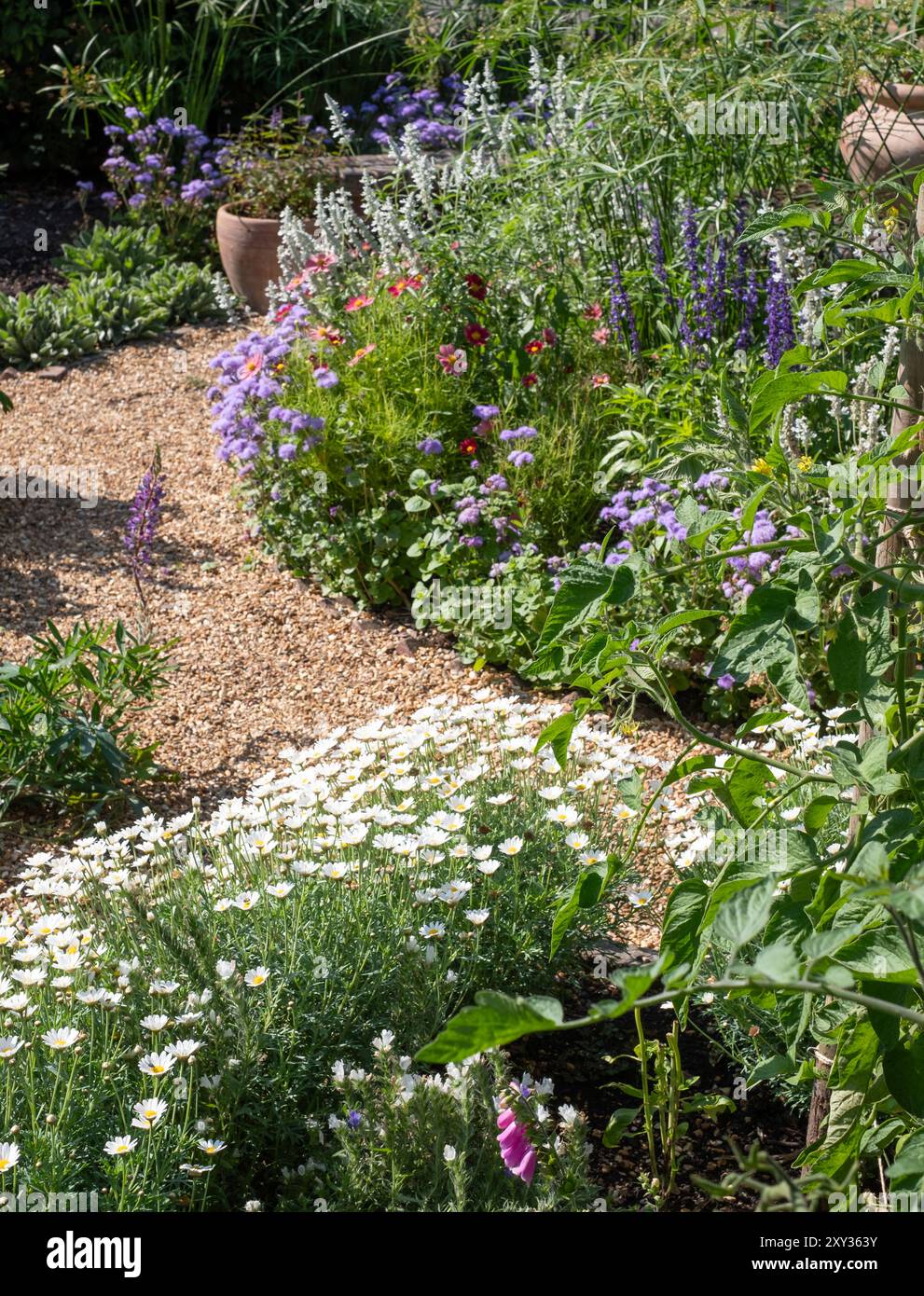 Colourful flower borders, photographed in the August sun at Capel Manor ...