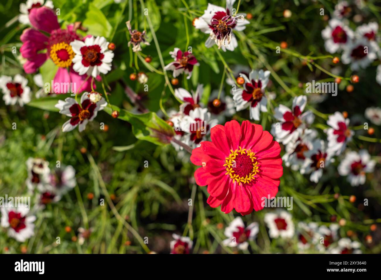 Colourful flower borders, photographed in the August sun at Capel Manor ...