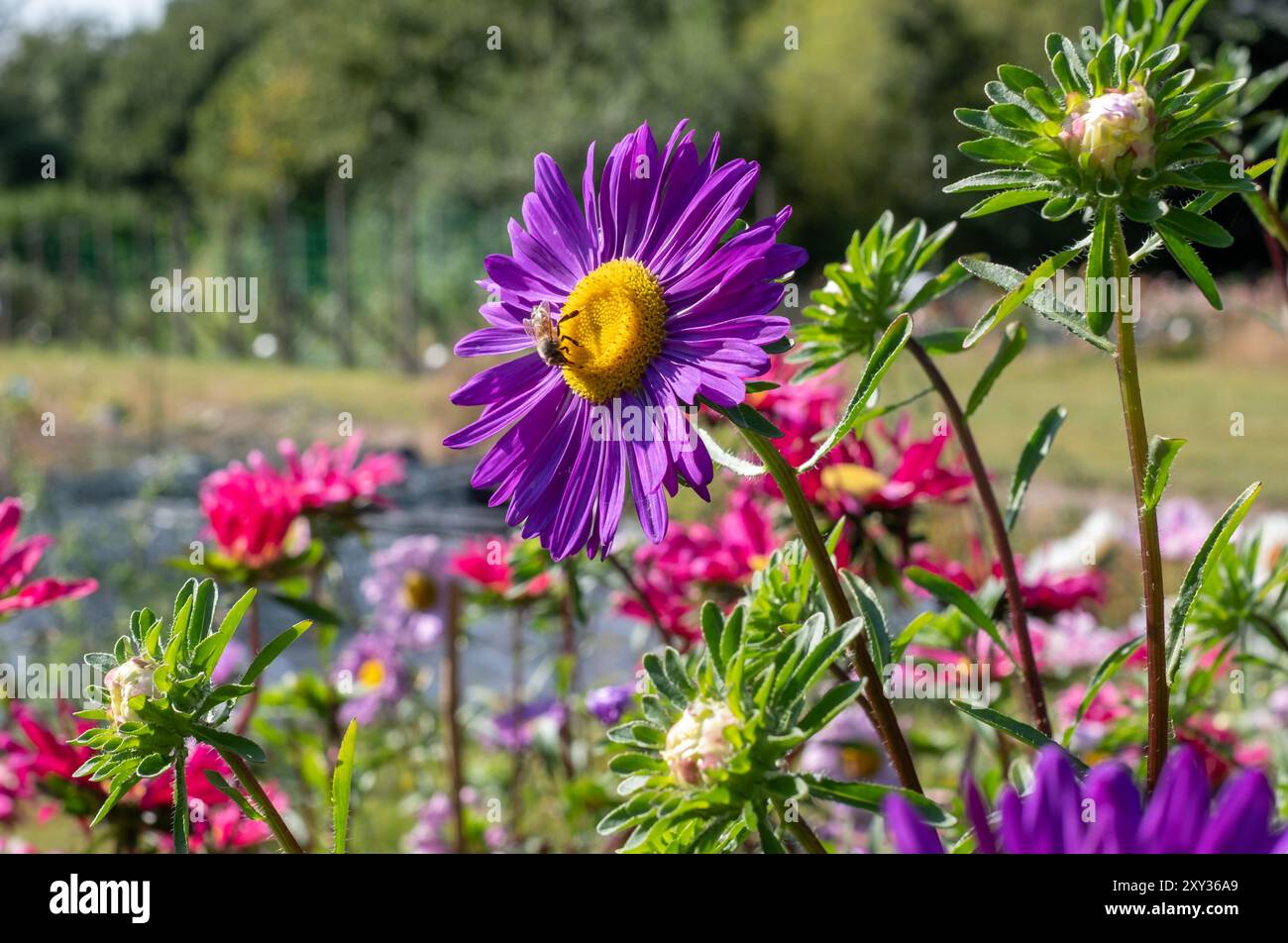 Purple flower of Callistephus chinensis Aster 'Madeleine Giant Single ...
