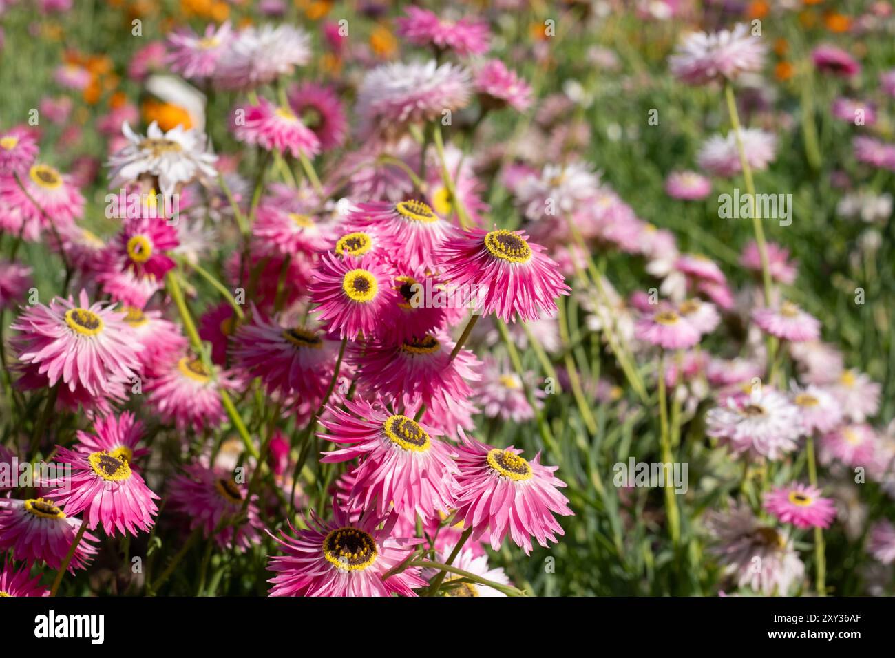 Vibrant cluster lovely daisy flowers hi-res stock photography and ...