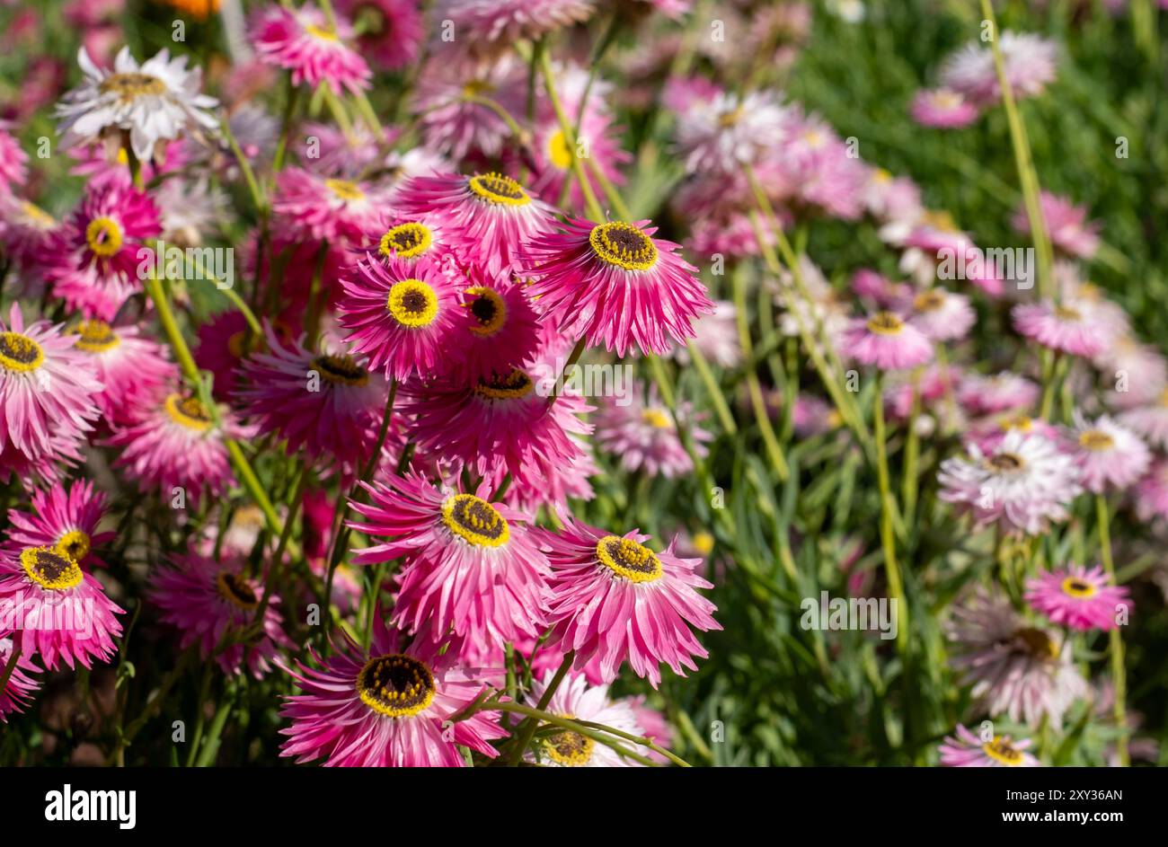 Cluster of bright pink Rodanthe flowers with yellow centres ...