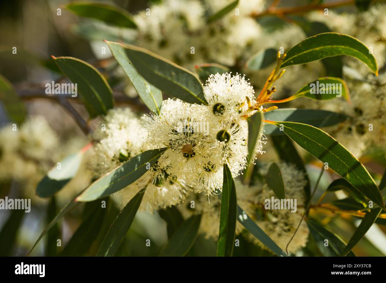 Blooming of eucalyptus tree Stock Photo - Alamy