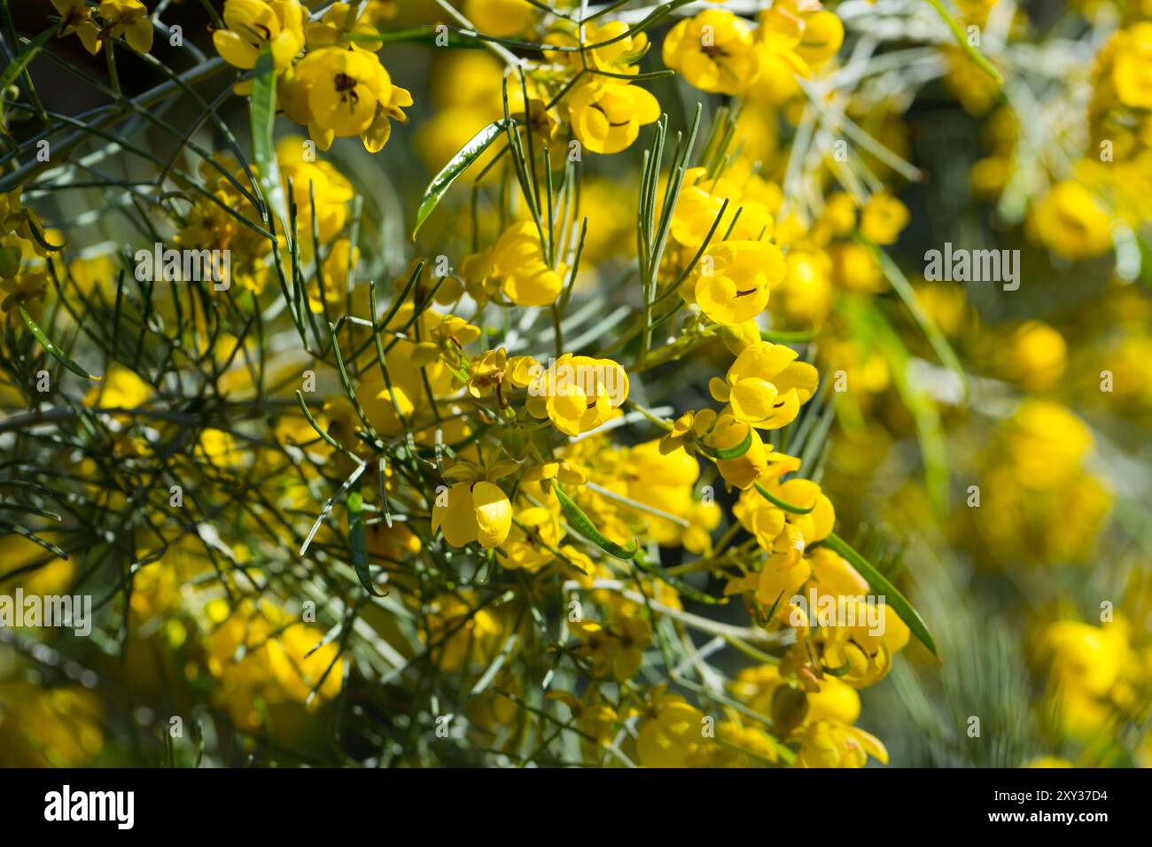 Silver cassia senna artemisioides hi-res stock photography and images ...