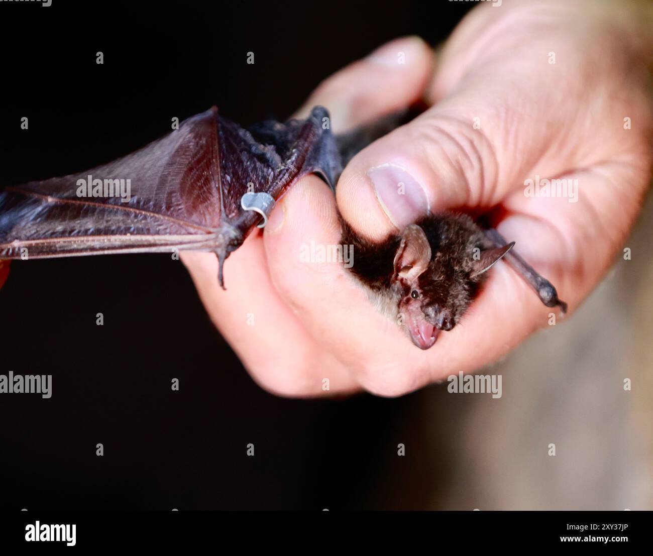 Fledermouse hi-res stock photography and images - Alamy