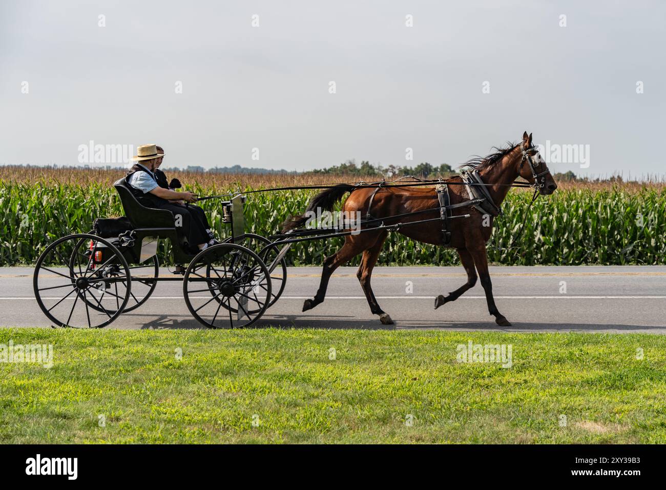 Amish Buggy on road with tall corn stalks in background in Lancaster ...