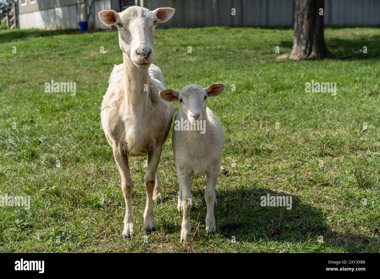 Cute lamb standing with mother sheep in summer pasture Stock Photo - Alamy