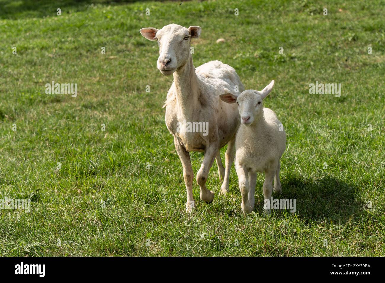 Cute lamb walking with mother sheep in summer pasture Stock Photo - Alamy