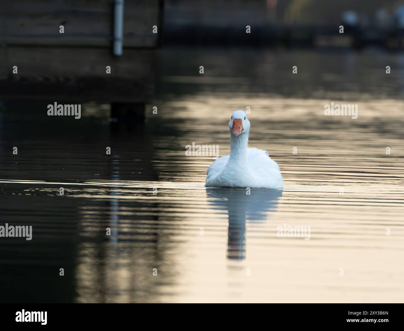 Front side of duck on lake Stock Photo - Alamy