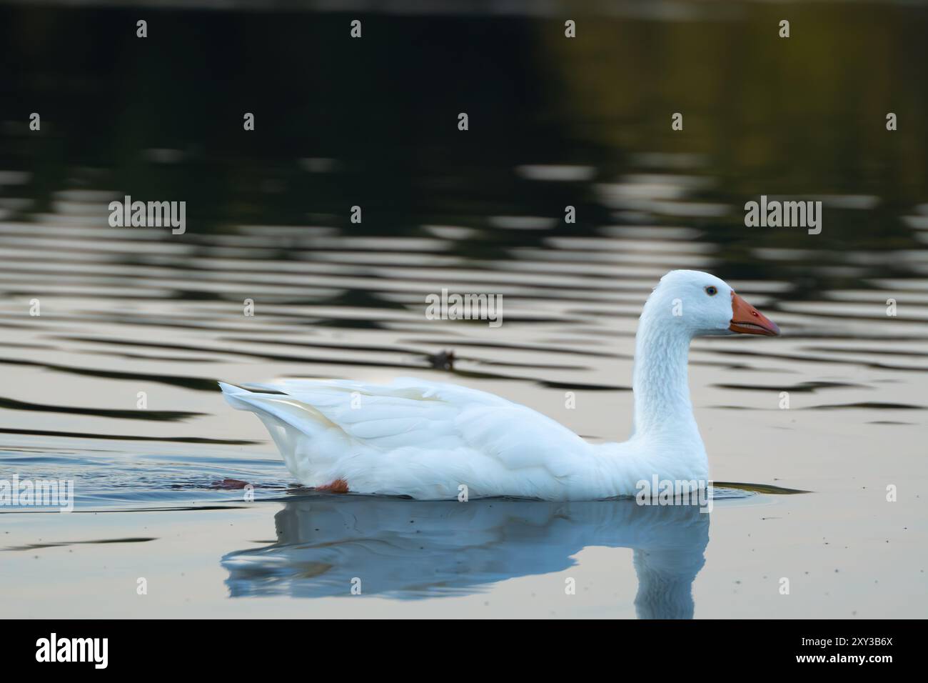 White duck by lake hi-res stock photography and images - Alamy