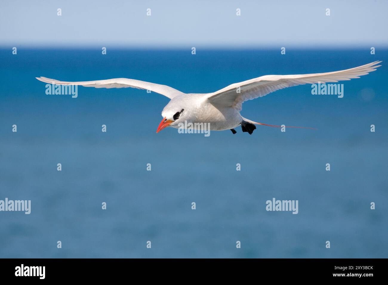 Red-tailed tropic bird Stock Photo - Alamy