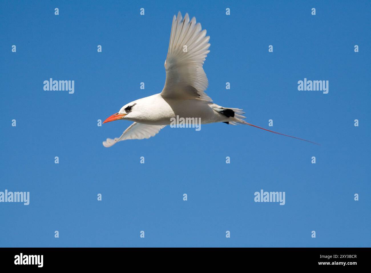 Red-tailed tropic bird Stock Photo - Alamy