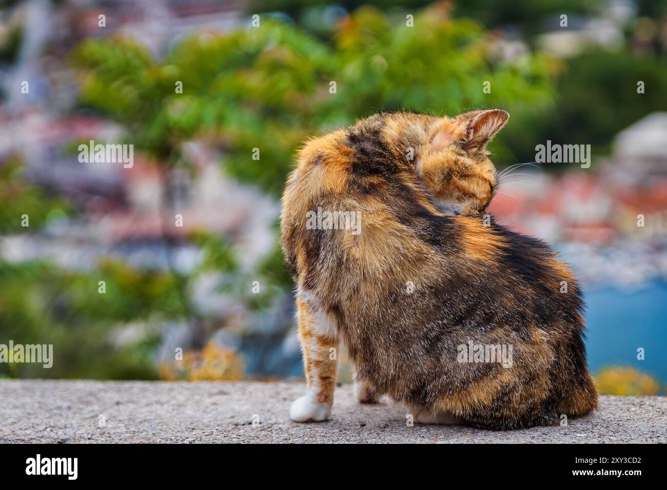 Cats in famous historic town of Kotor in Montenegro, Balkans Stock ...