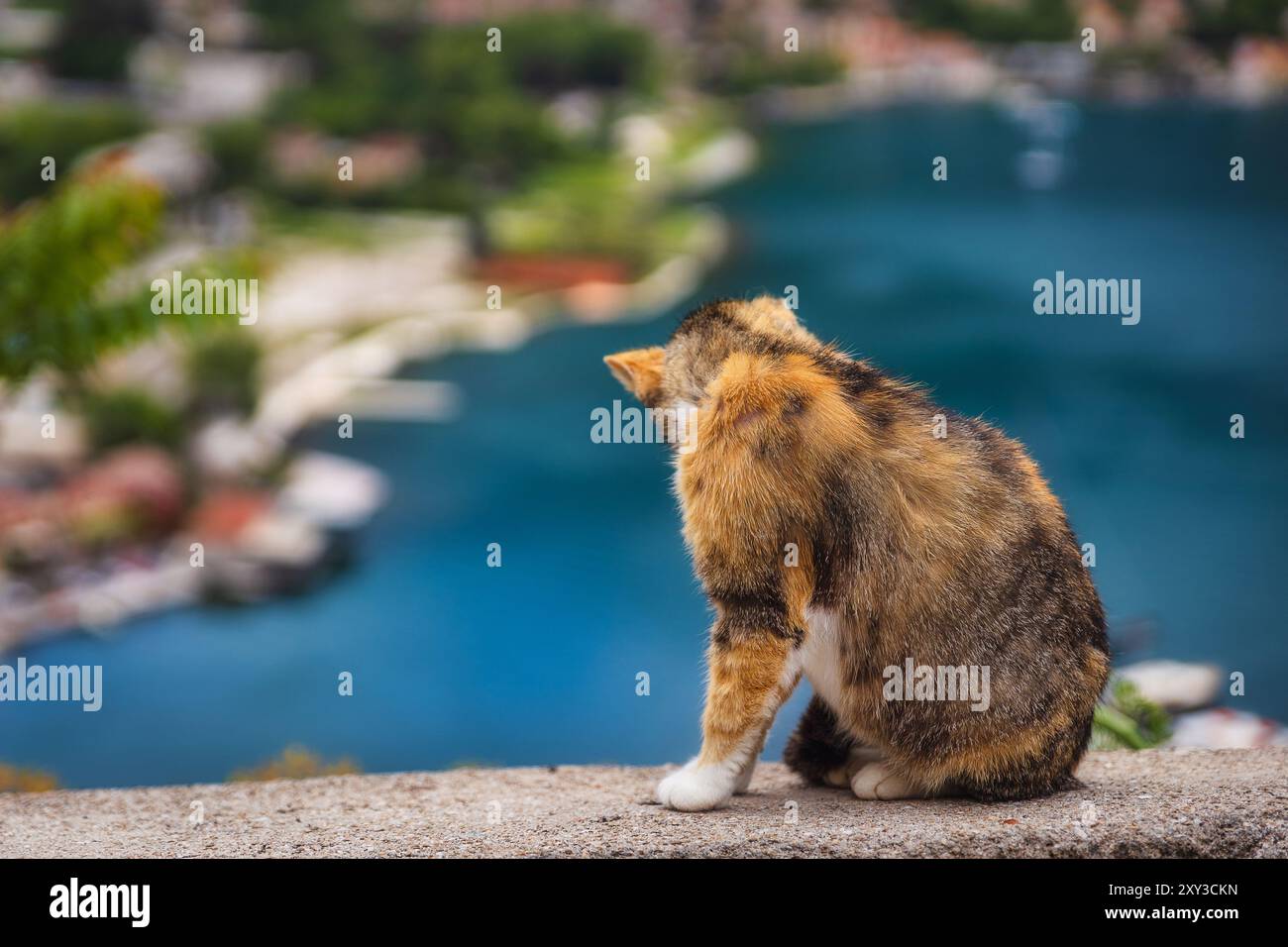 Cats in famous historic town of Kotor in Montenegro, Balkans Stock ...
