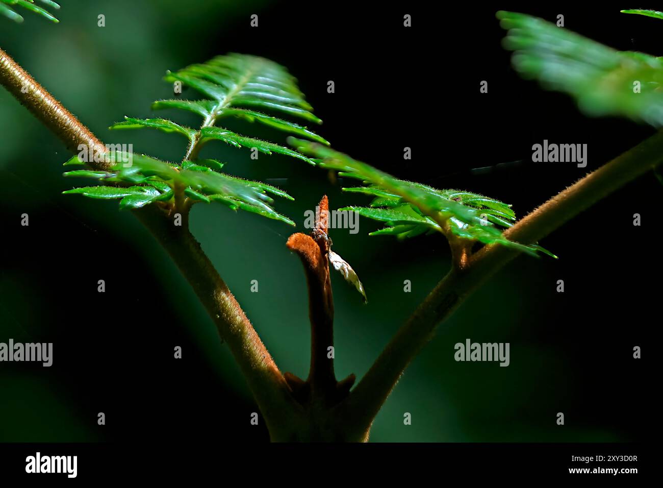 Flora in southern Chile, near Puerto Varas and Frutillar Stock Photo ...