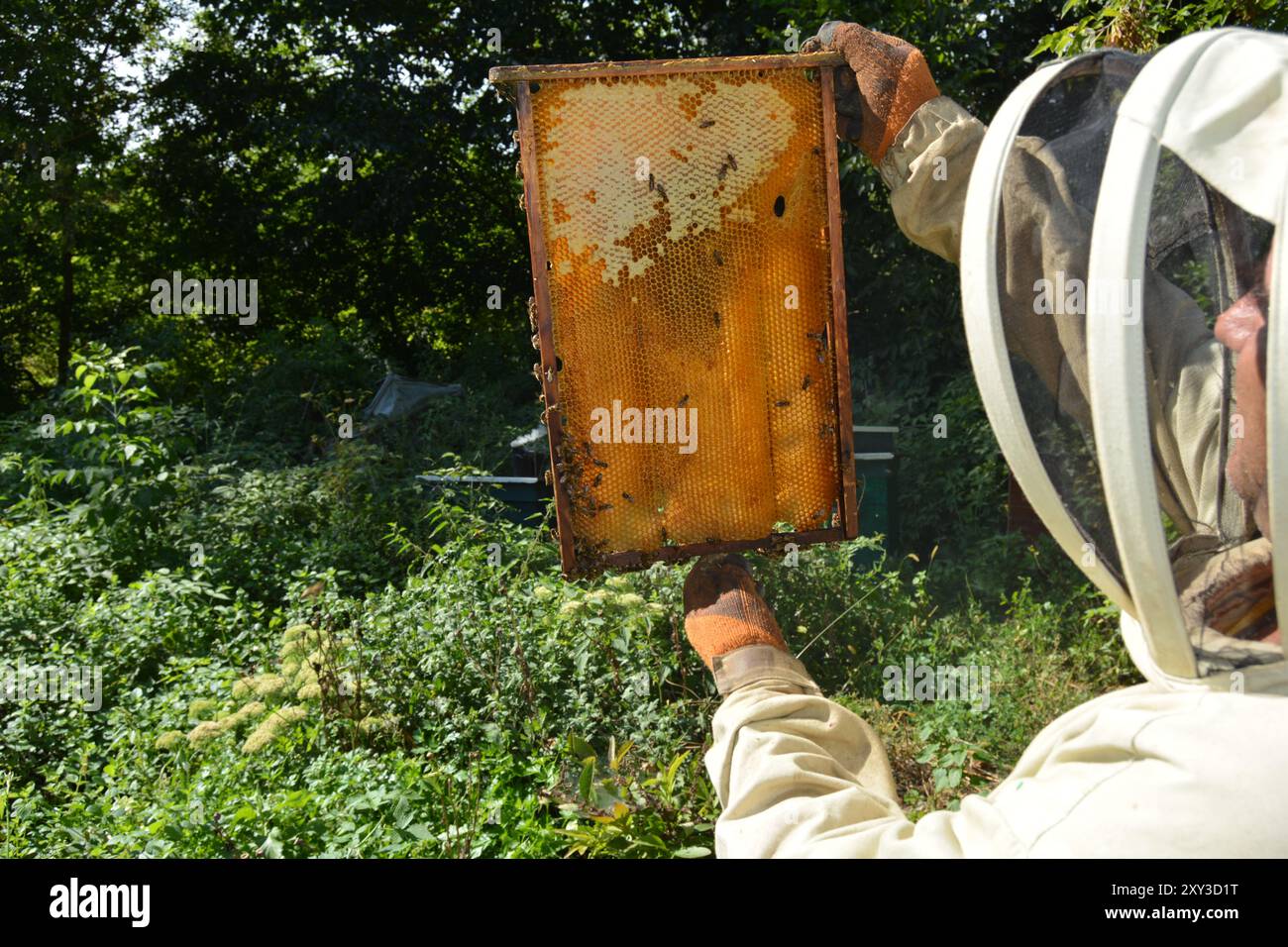 Apiary minecraft hi-res stock photography and images - Alamy