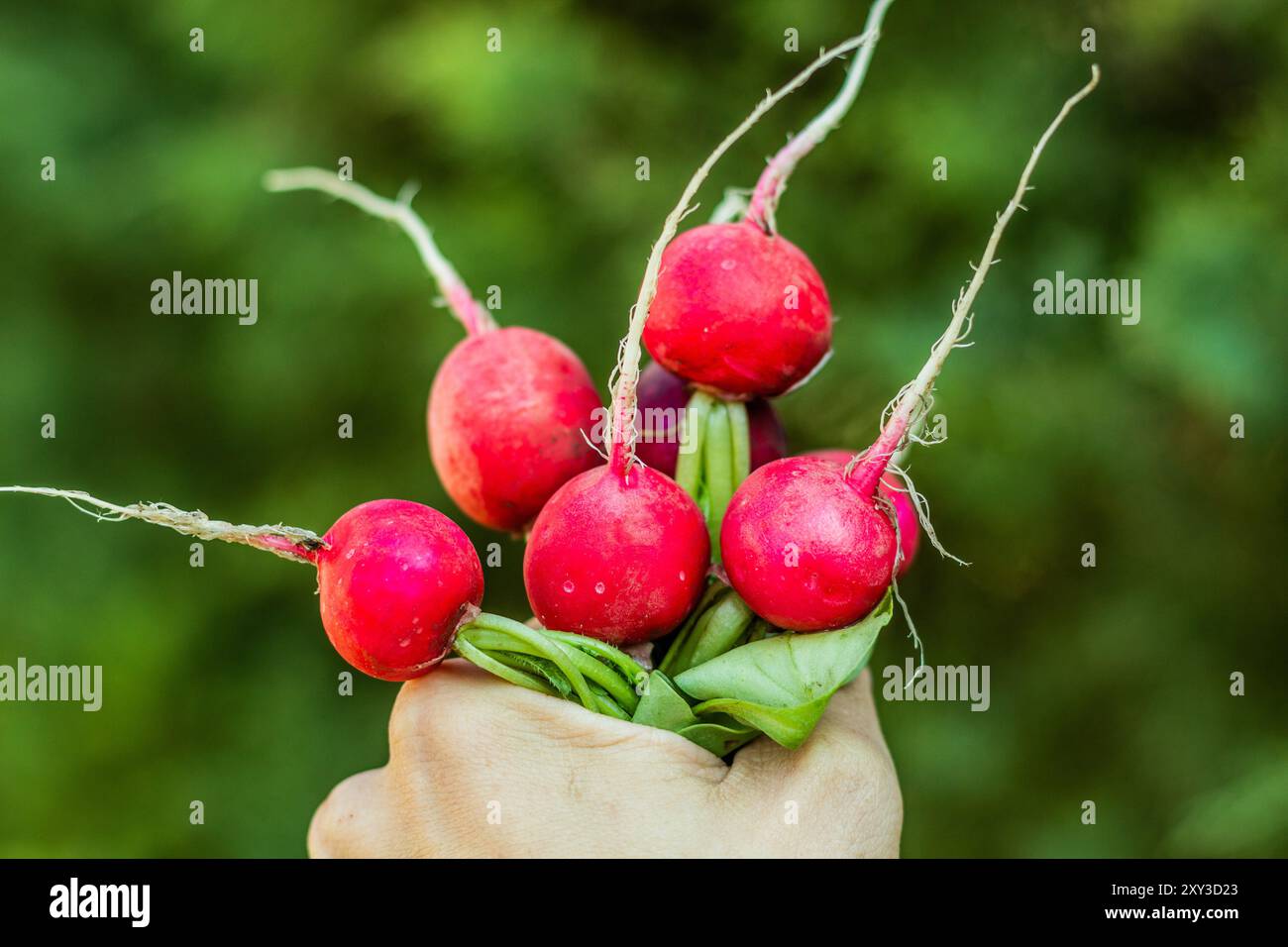 Human hand holding a bunch of fresh radishes Stock Photo - Alamy