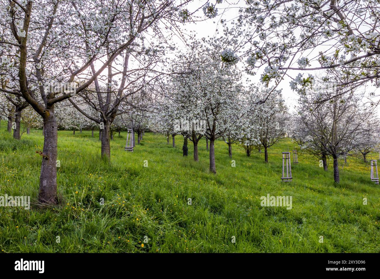 Flowering trees on Petrin hill in Prague, Czech Republic Stock Photo ...