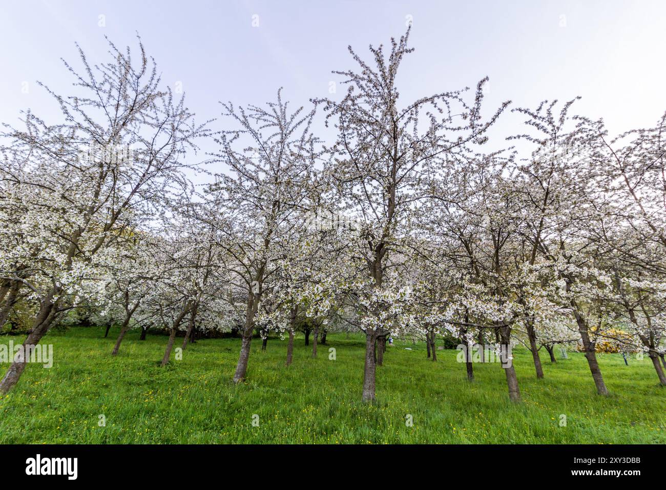 Flowering trees on Petrin hill in Prague, Czech Republic Stock Photo ...
