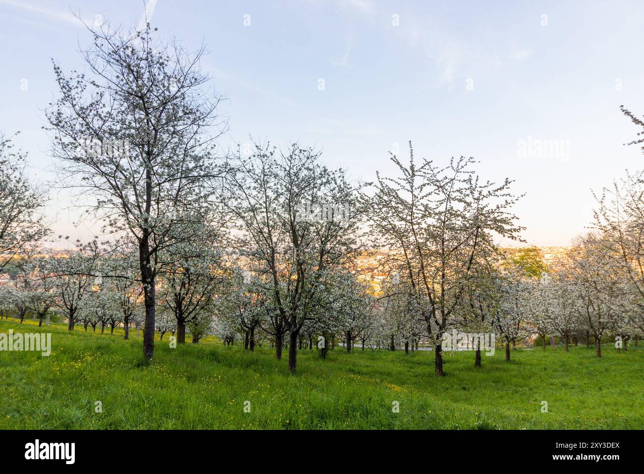 Flowering trees on Petrin hill in Prague, Czech Republic Stock Photo ...