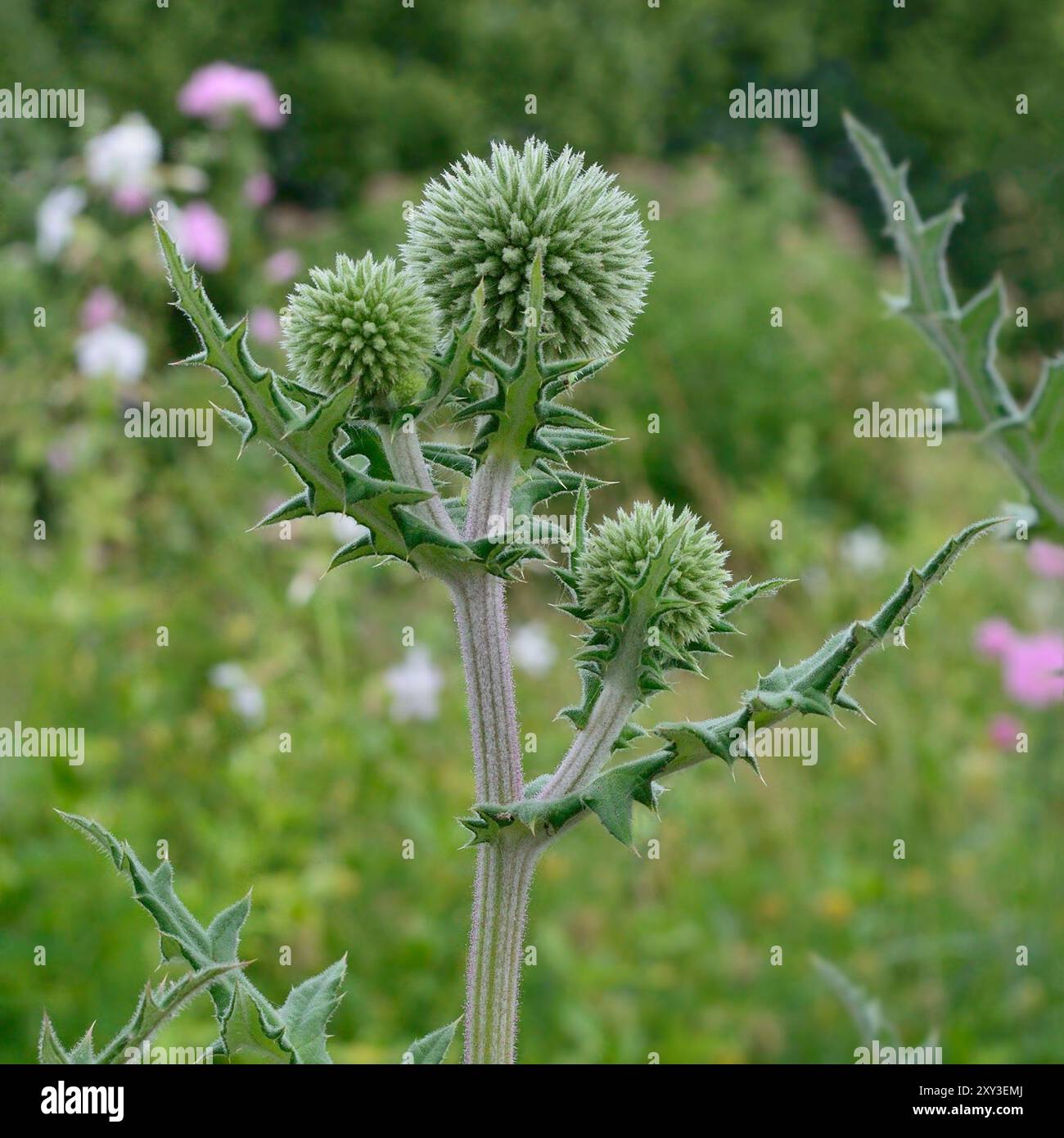 Globe thistle Echinops Sphaerocephalus, young fresh green plant ...