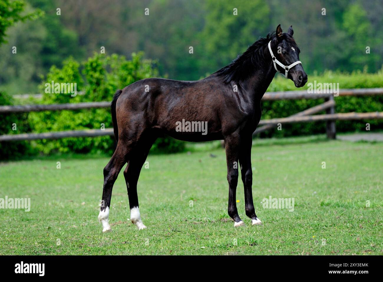 animals, horses, nature, natural environment, nature, grass, beauty ...