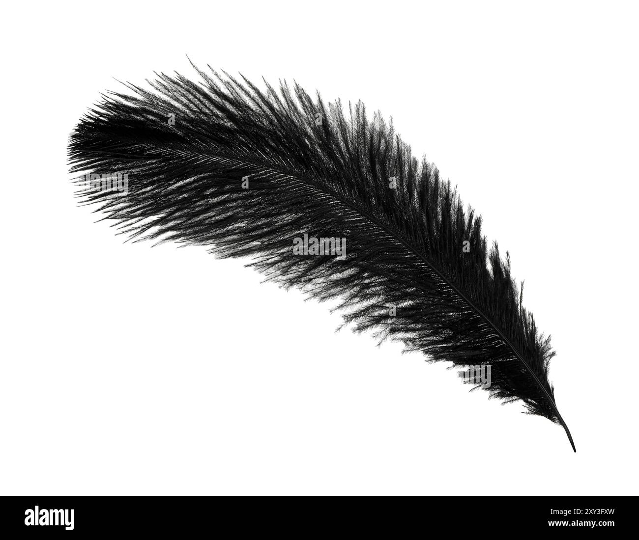 Ostrich fluff feather white hi-res stock photography and images - Alamy