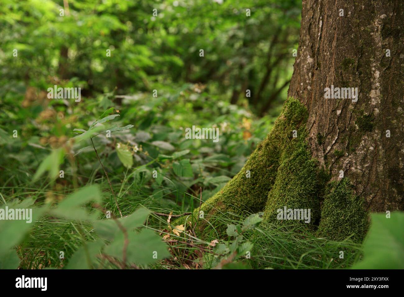 Tree trunk and roots in forest outdoors Stock Photo - Alamy