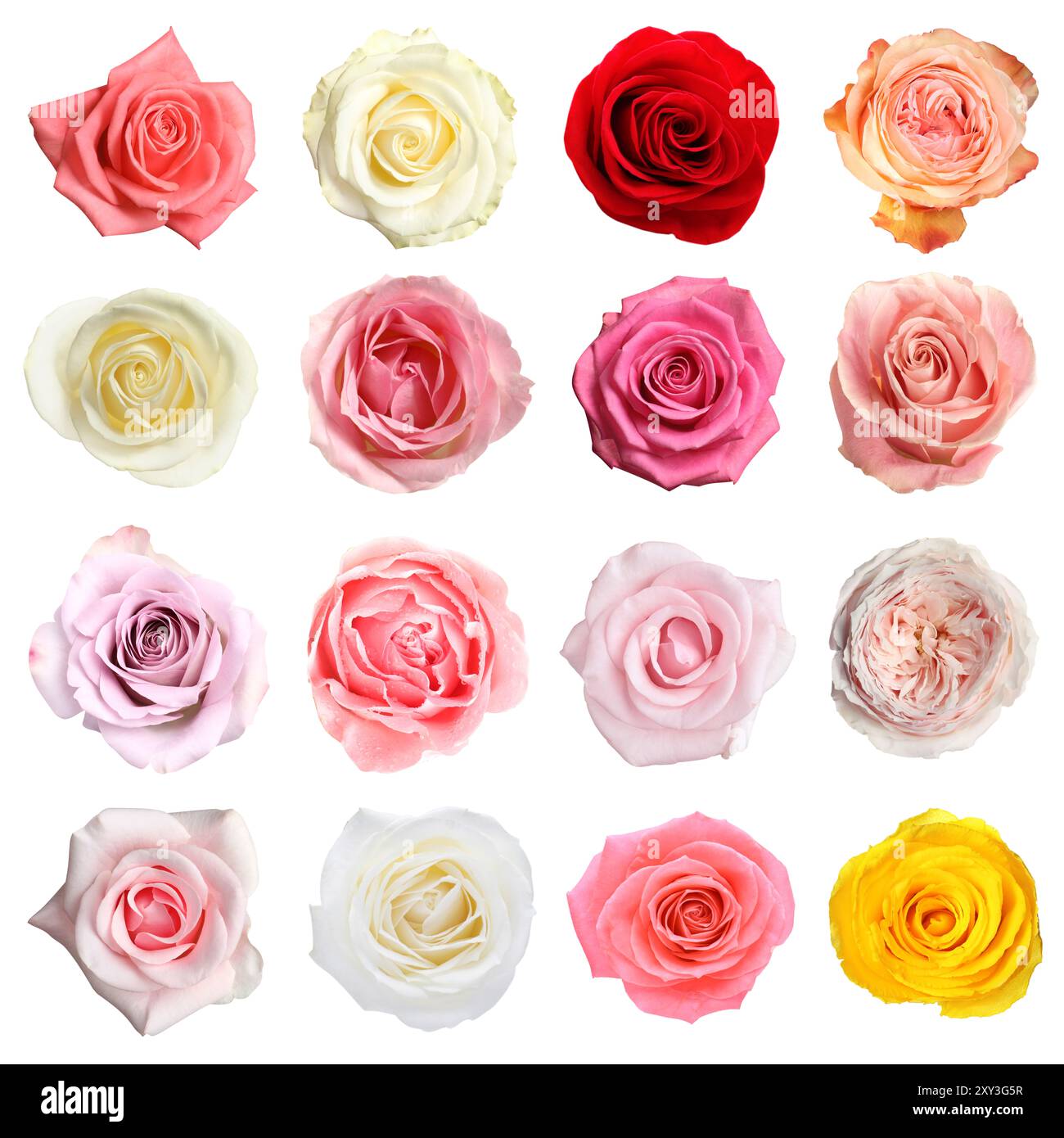 Many beautiful roses isolated on white, set Stock Photo - Alamy