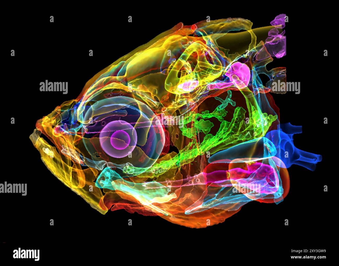Coloured 3D micro-computed tomography (micro-CT) scan of the head of a ...
