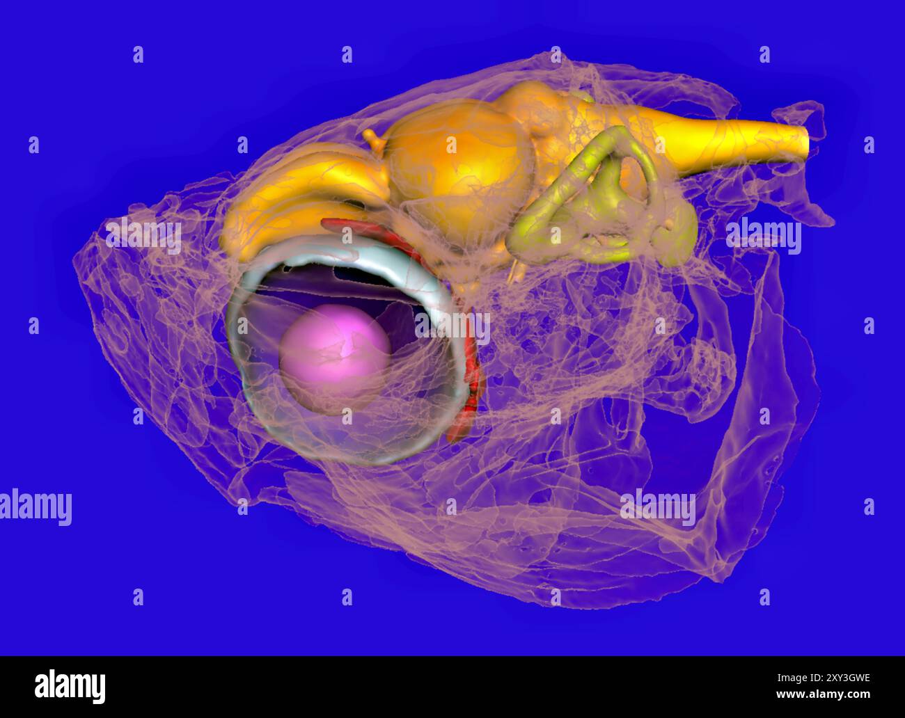 Coloured 3D micro-computed tomography (micro-CT) scan of the head of a ...