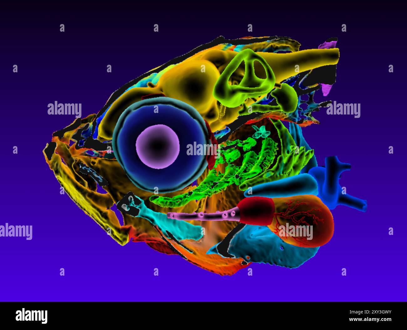 Coloured 3D micro-computed tomography (micro-CT) scan of the head of a ...