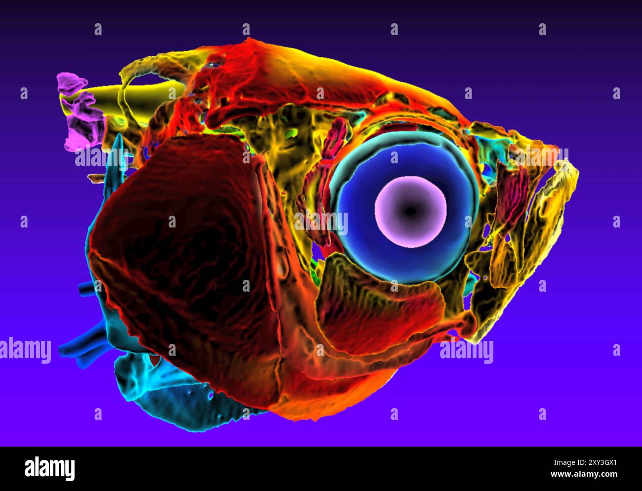 Coloured 3D micro-computed tomography (micro-CT) scan of the head of a ...