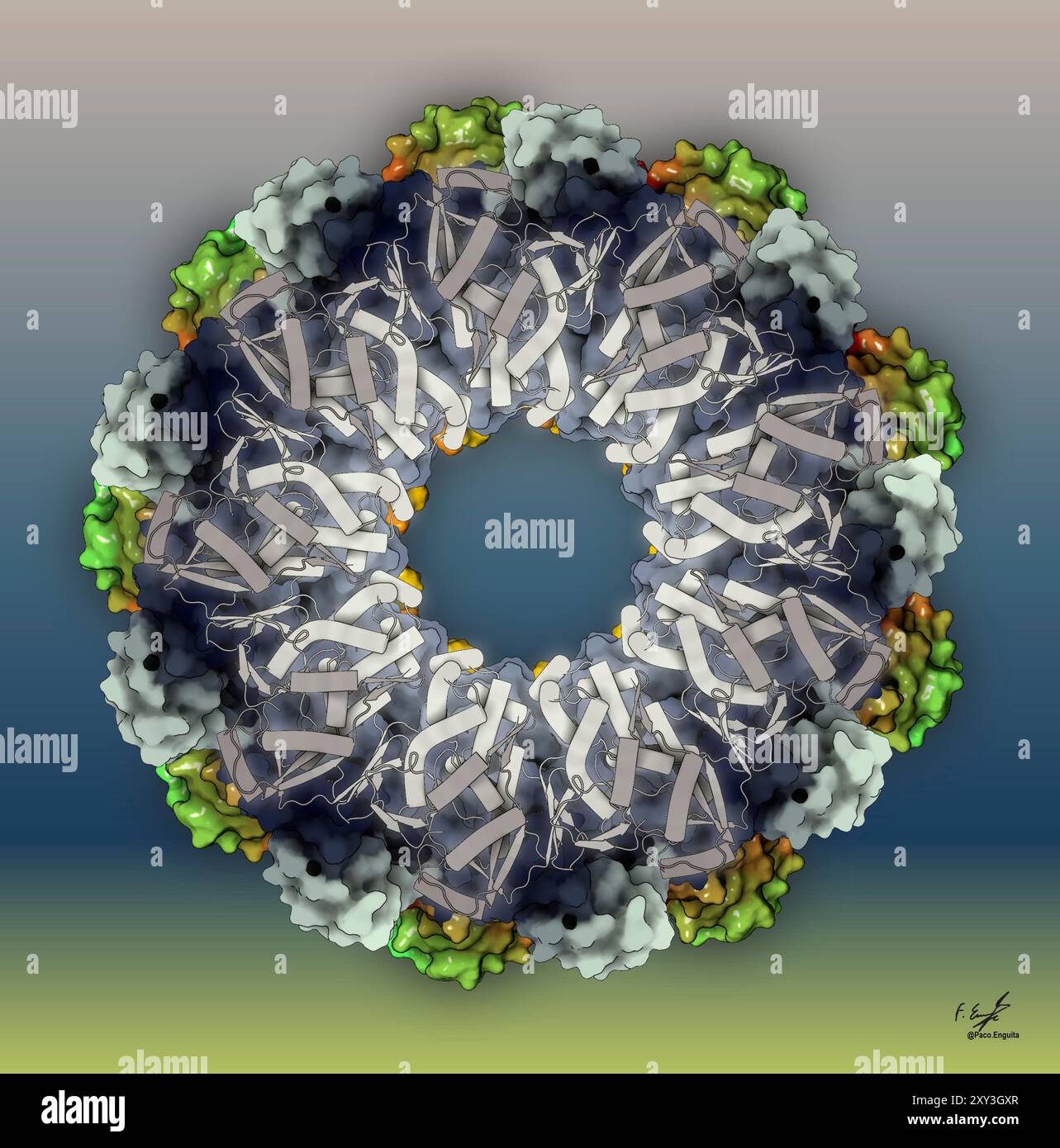 Illustration of the export gate subunit SctV of the injectisome export ...