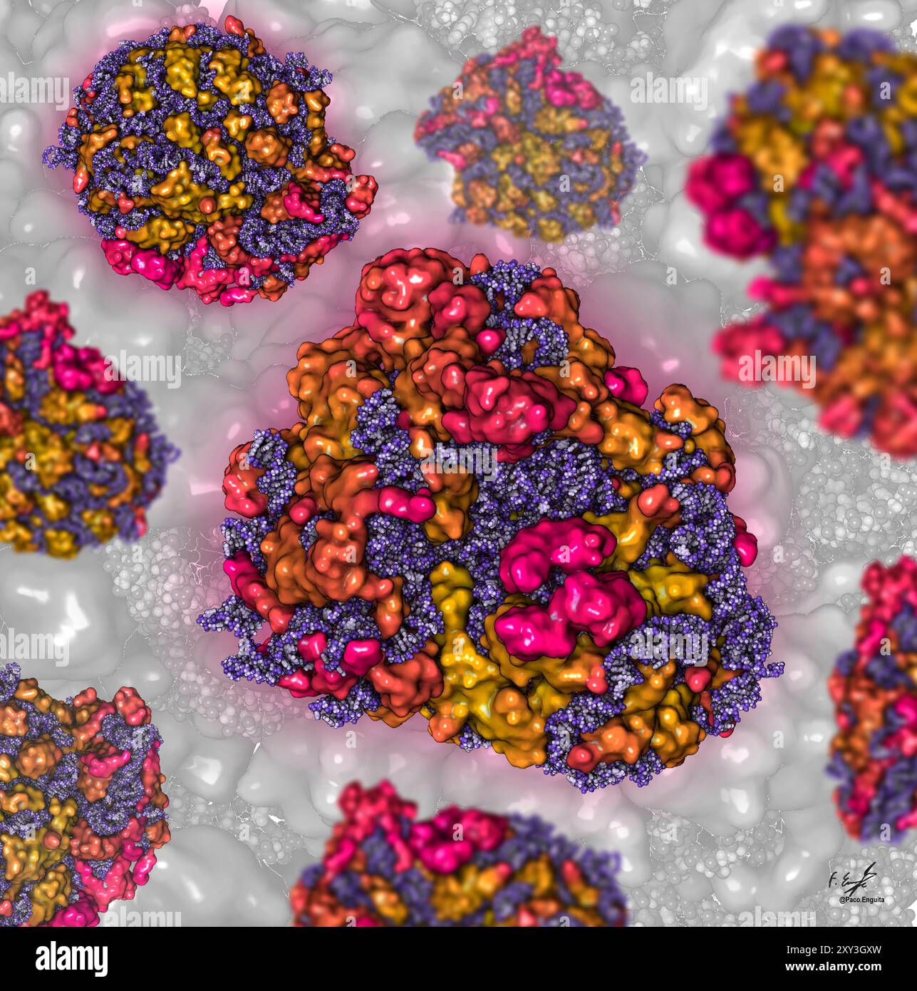 Illustration of the European rabbit (Oryctolagus cuniculus) 80s ...