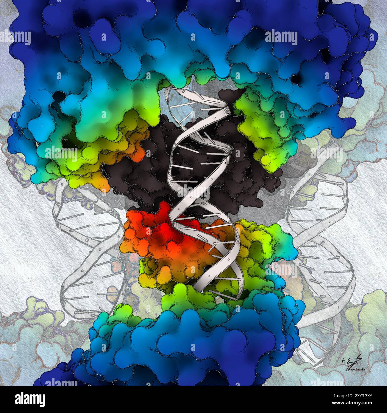 Illustration of human DNA polymerase kappa complexed with DNA ...