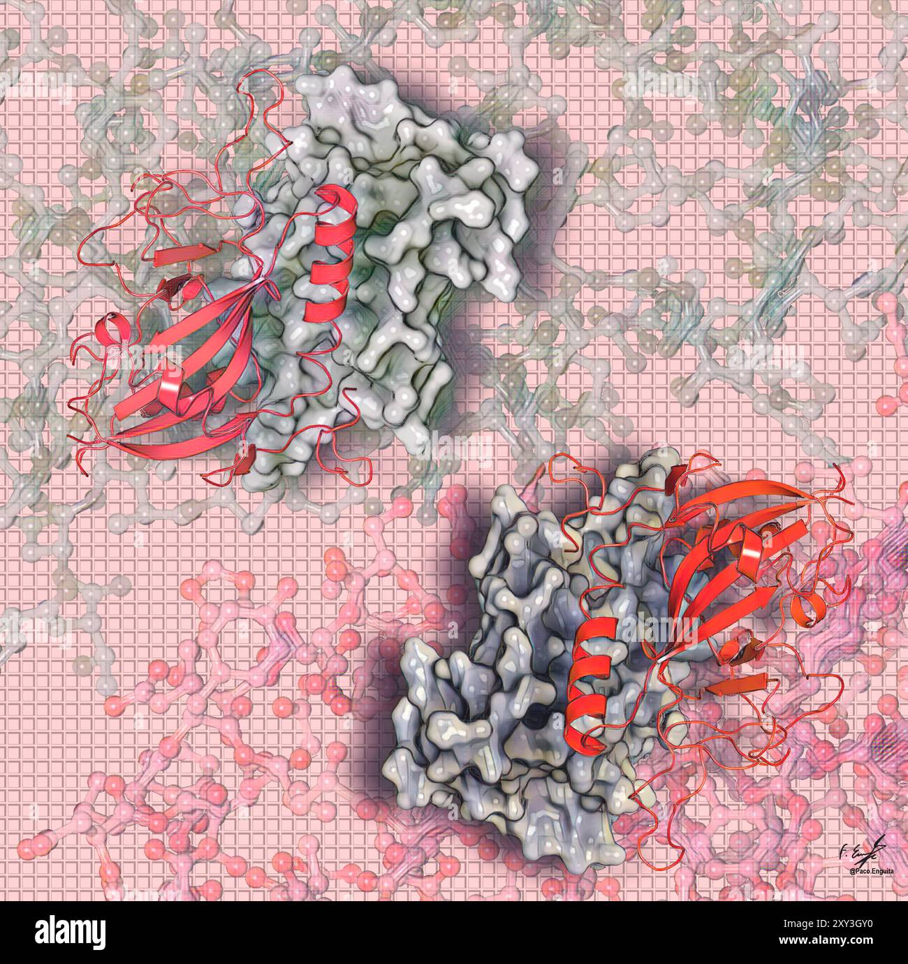 Illustration of human PARP15 (poly-ADP-ribosyltransferase). This enzyme ...