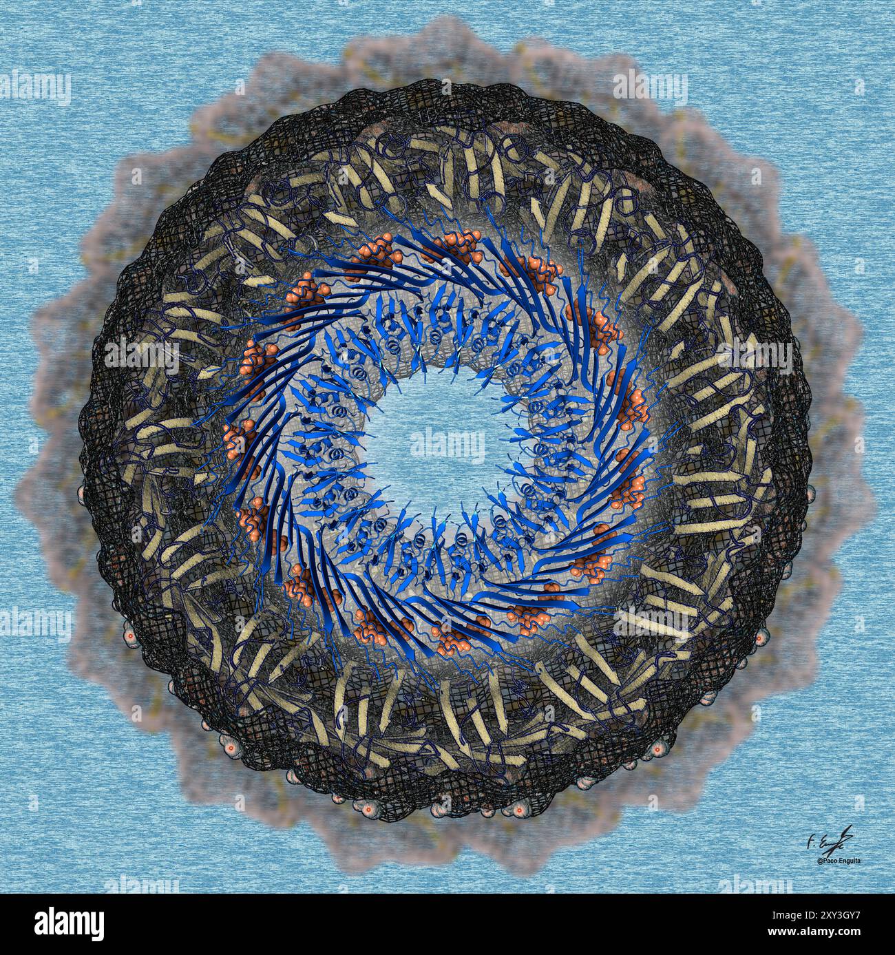 Illustration of the outer membrane secretin pore protein pIV from the ...