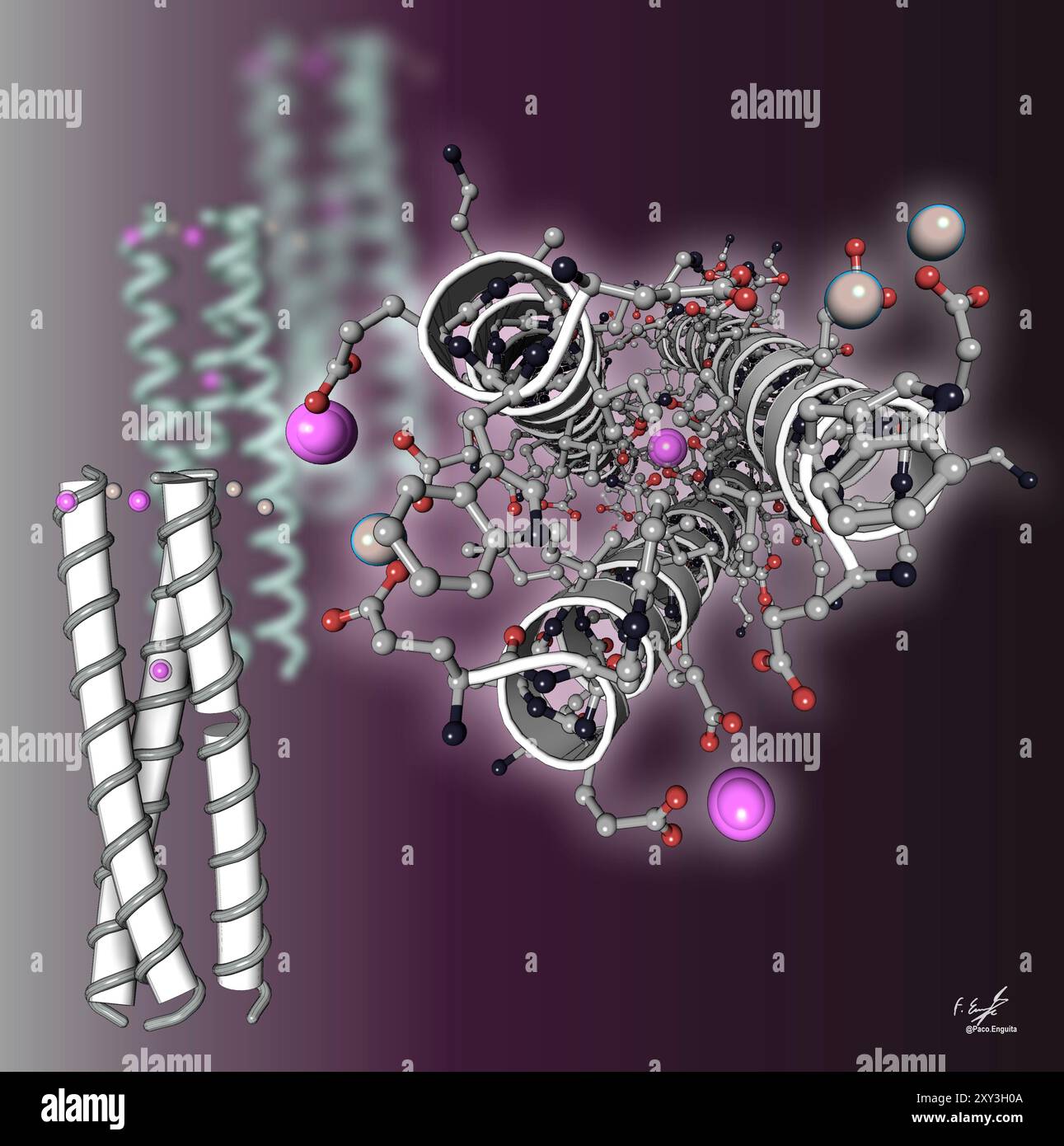 Illustration of terbium (III) ions (magenta spheres) bound to a ...
