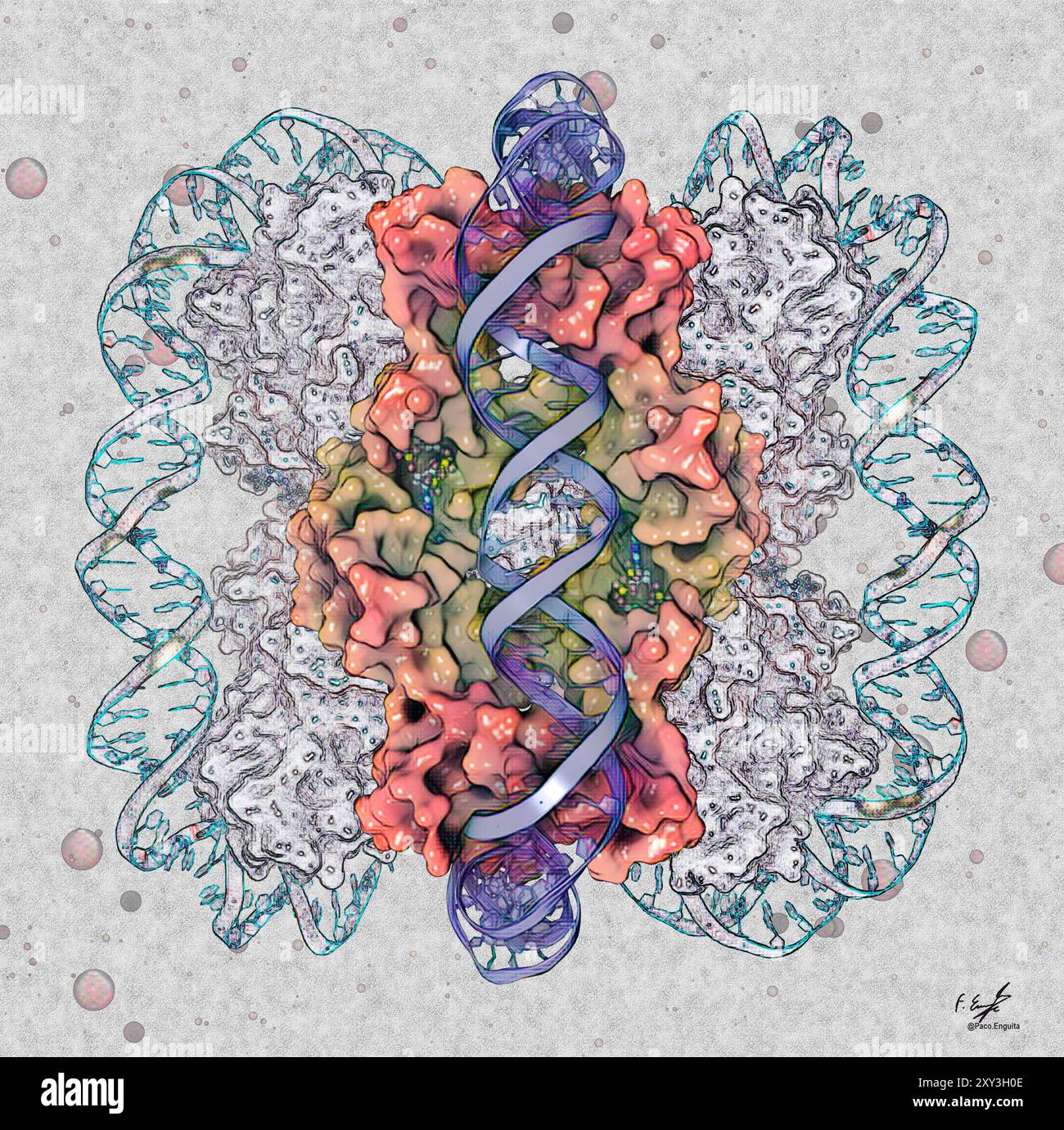 Illustration of the transcription regulator NrdR from the bacterium ...